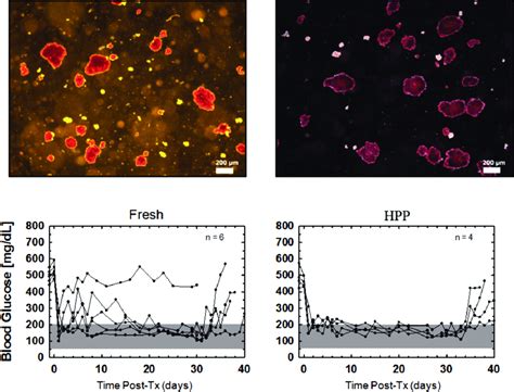 Morphology And Function Of Transplanted Islets Upper Panels Show Download Scientific Diagram