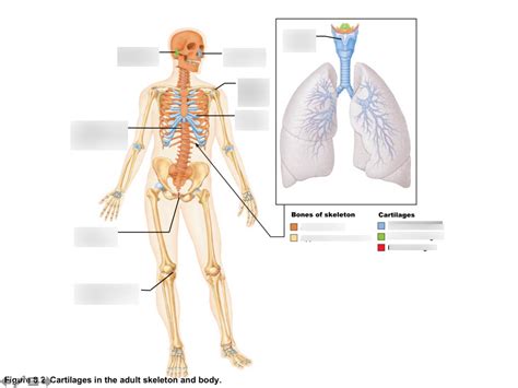 Cartilage Diagram Diagram Quizlet