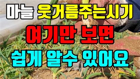 마늘 웃거름주는시기 여기만보면 금방 알수있어요 병충해방제방법 Youtube