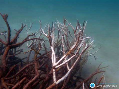 Over A Third Of Coral Is Dead In Parts Of The Great Barrier Reef