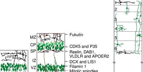 Normal Cortical Development Cortical Development Can Be Divided Into