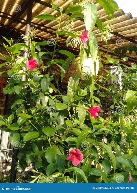 Jasmine Flower Romana At John Mellon Blog