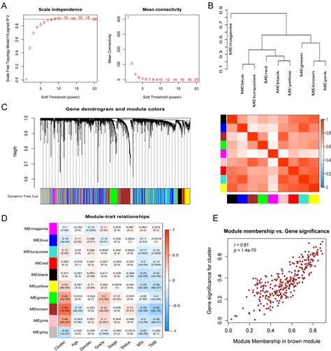 Identification Of Nerve Related Lncrnas Via Wgcna A Determination Of