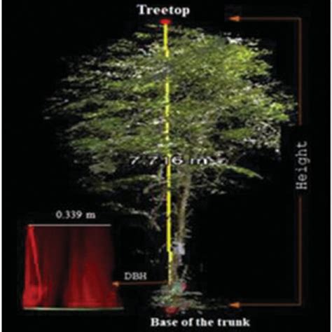 Individual Tree Height And Diameter At Breast Height Dbh Measurement