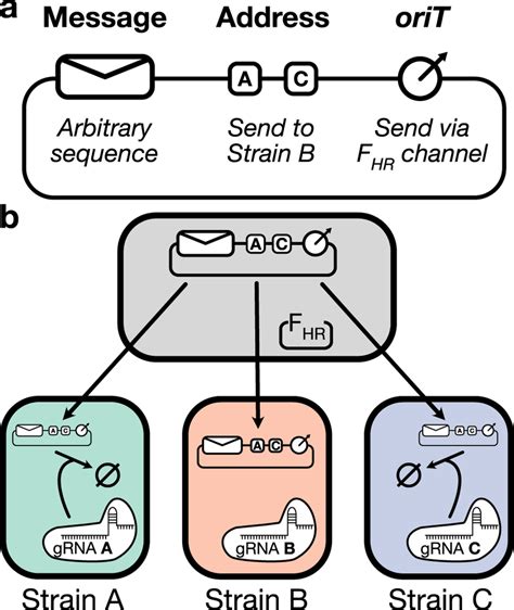 Addressable DNA Messaging A Schematic Of An Addressable DNA Message Download Scientific