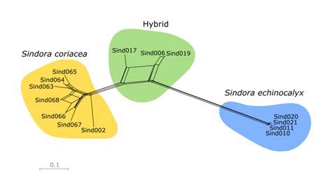 a neighbour net plot with uncorrected p distances constructed in