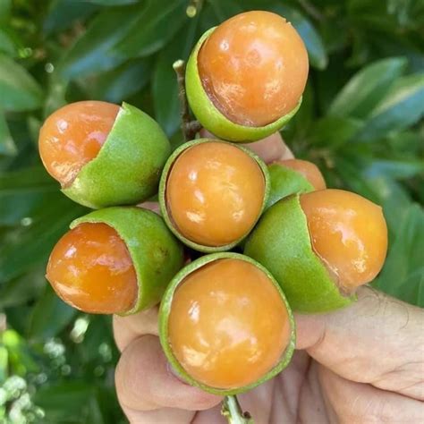 Puerto Rican Fruits Caribbean Fruits Guinep Fruit Tree Spanish Lime