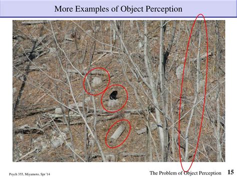 Ppt Gestalt Principles Of Perception Then Introduction To Object Perception Powerpoint