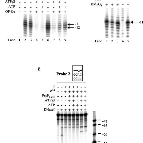 Analysis Of ATPS And ATPS ATP Complexes By DNA Footprinting The Download Scientific Diagram
