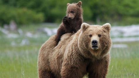 25 Amorosas Y Bellas Madres Del Reino Animal Bear And Her Cubs
