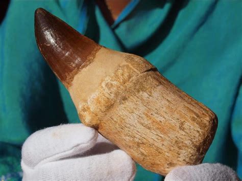 Is This Real R Fossilid