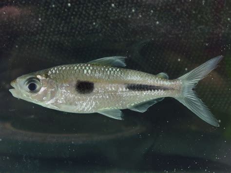 African Featherfin Tetras Bryconaethiops Marine Life Identification