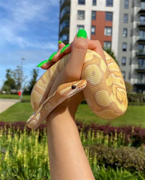 Banana Ball Python Artofit
