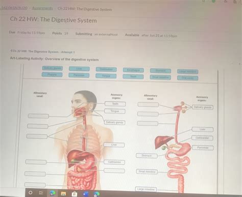 Solved IN SU Assignments Ch HW The Digestive Chegg
