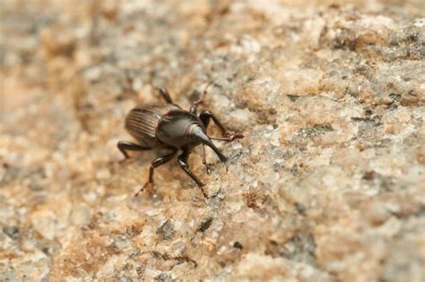 Premium Photo A Black Weevil On A Light Stone