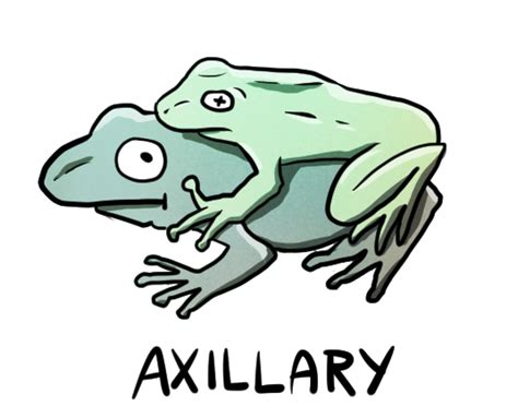 Seventh Frog Sex Position Discovered In Sexy Frog Sex Study The Verge