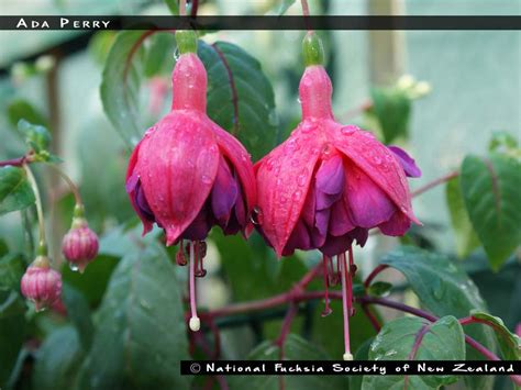 Ada Perry Fuchsiafinder