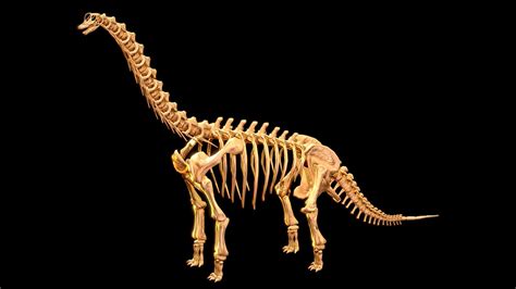 Realistic Reptilians Fossil Brachiosaurus Buy Royalty Free 3d Model