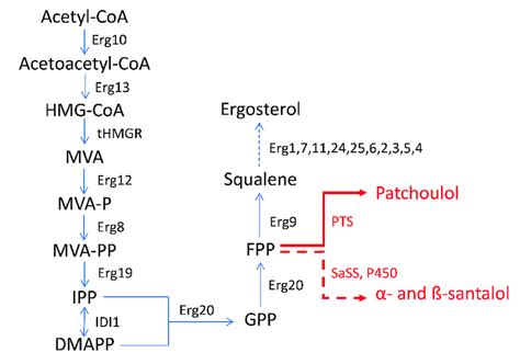 Biosynthetic Pathway To Produce Patchoulol And α And β Santalol In S Download Scientific