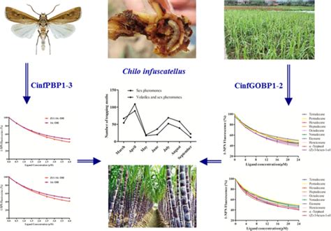 Odorant‐binding Proteins Involved In Sex Pheromone And Host‐plant Recognition Of The Sugarcane