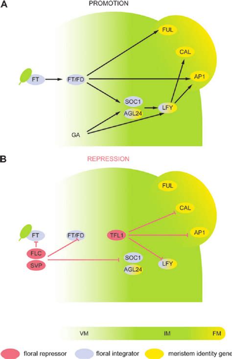 Flow Sorting Protoplasts By Genome Size Researchgate