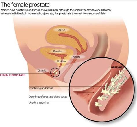 비뇨기과 개원의 두진경 포르노에서 성관계시 분출하는 여성 사정은 알고보면 소변입니다