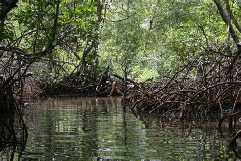 Mangrove Anglais Mangrove Larousse