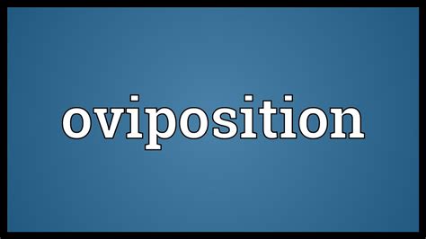 Oviposition Meaning Youtube