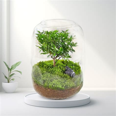 Plantpico Tree Of Wisdom Low Maintenance Living Terrarium Led Lit