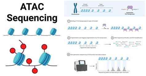 atac seq principle steps and applications with diagram