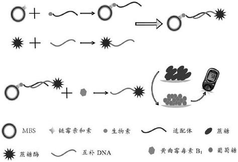 Method For Quantitatively Detecting Aflatoxin B1 Eureka Patsnap