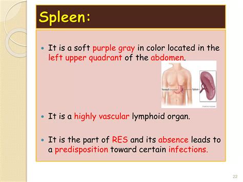 Reticuloendothelial System Pdf