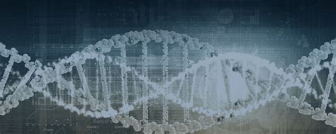 Hla检测服务 科桥生物