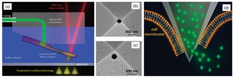 Review Advanced Atomic Force Microscopy Modes For Biomedical Research