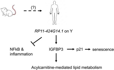 Faseb Bioadvances Vol 7 No 2