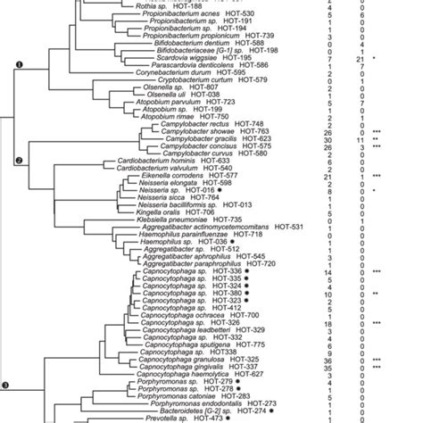 Phylogenetic Tree Of Taxa Detected In Actinobacteria Proteobacteria Download Scientific