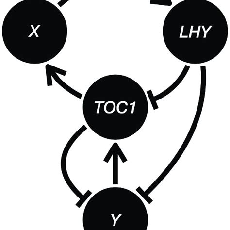 the signed directed graph for the locke network download