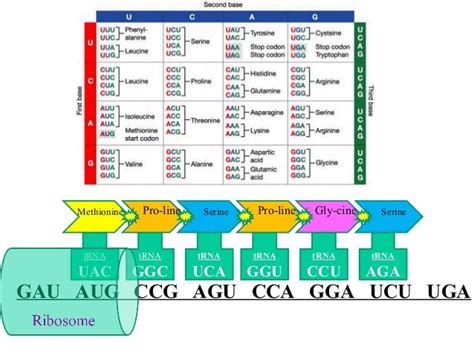 Anticodon Definition