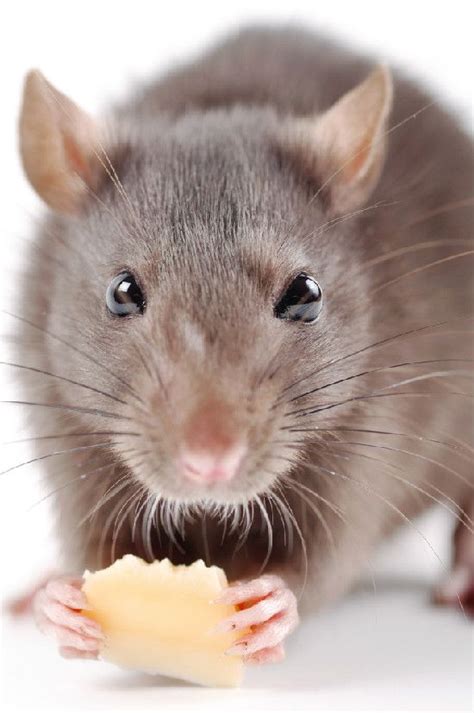 Lowly Rat Gnaws Chews To Top Of The Rodent World Live Science