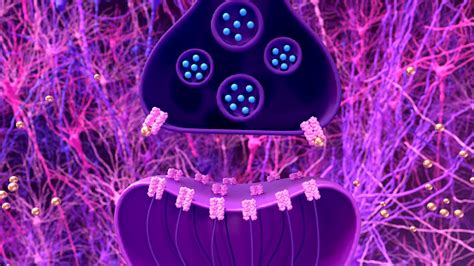 Sinaps Dan Neuron Transmisi Sinyal Saraf Antara Dua Neuron Dengan Akson