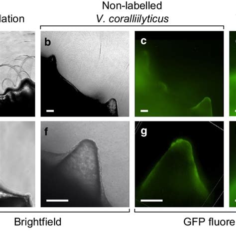 Direct Visualization Of Hostpathogen Interactions Showing Ad Download Scientific Diagram