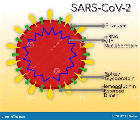 Sars Cov 2 Structure Anatomy Of Virus Vector Illustration