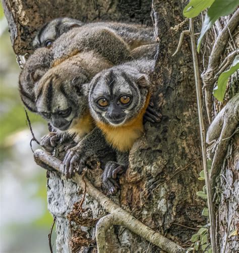 Peruvian Amazon Critters Nature And Wildlife Photography Fm Forums