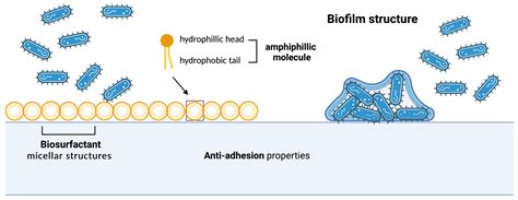 Microbial Biosurfactants Antimicrobial Activity And Potential