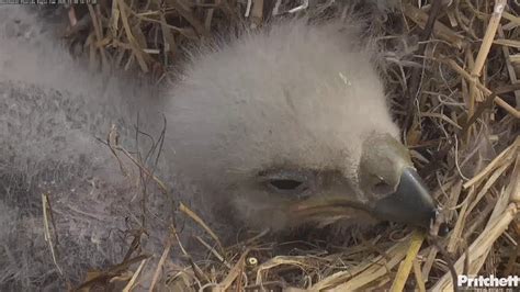 Swfl Eagle Cam 20251230 😍e26s Endearing Mannerisms And Close Ups