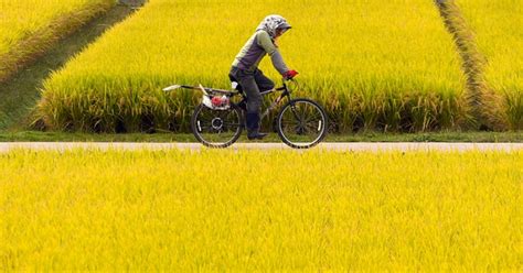 [포토뉴스] 황금빛으로 물든 대구의 들녘