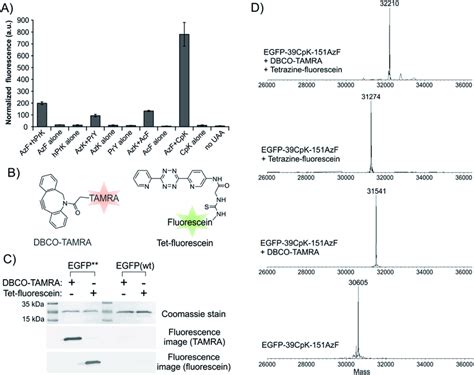 Site Specific Incorporation Of Two Different Bioconjugation Handles