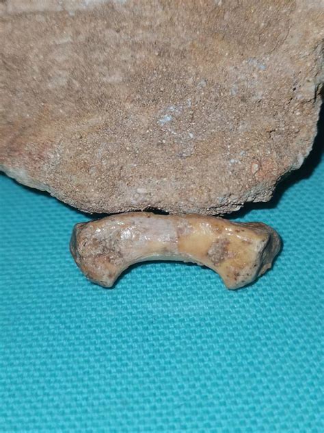 Id Help Phalangephalanx From Pleistocene Romania Fossil Id The Fossil Forum