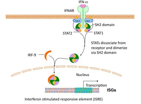 Hematopoietic Stem Cells And Response To Interferon Intechopen
