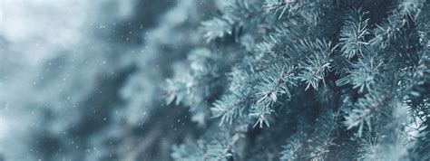 Insect Control Avoiding A Cockroach Infestation In Winter Truly